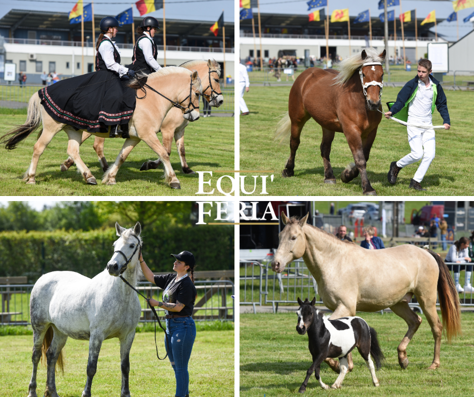 Présentations de races et démonstrations - Equi'Feria